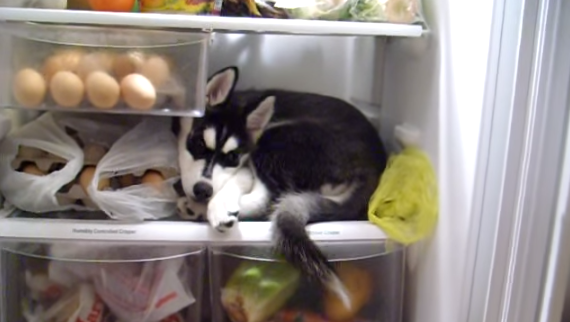 dogs in fridges