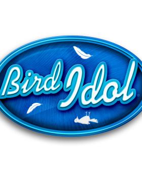 bird idol News and Videos
