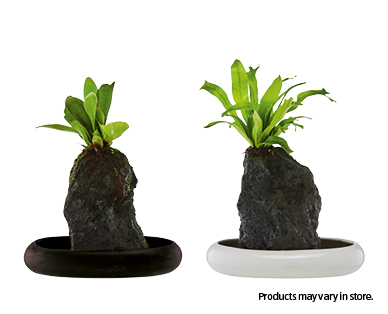 Heading Back To The Office? Brighten Your Desk With An Aldi Volcanic ...